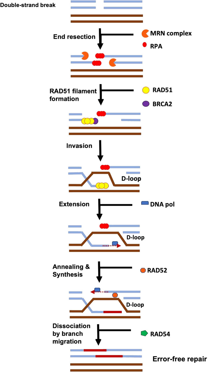 Frontiers | Dynamic Modelling of DNA Repair Pathway at the Molecular ...