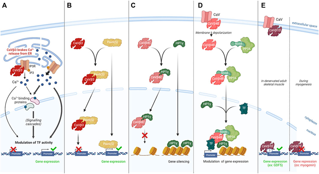 Frontiers | New Insights in CaVβ Subunits: Role in the Regulation of ...