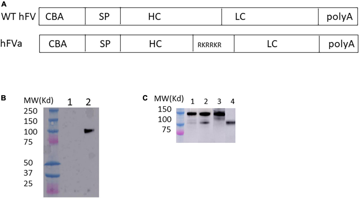 Frontiers | Adeno-associated virus-mediated expression of activated ...