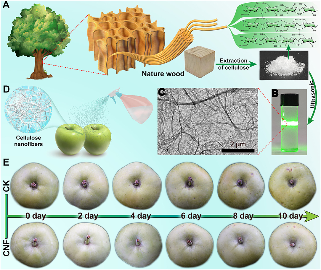 Frontiers | Cellulose Nanofibers Extracted From Natural Wood Improve ...