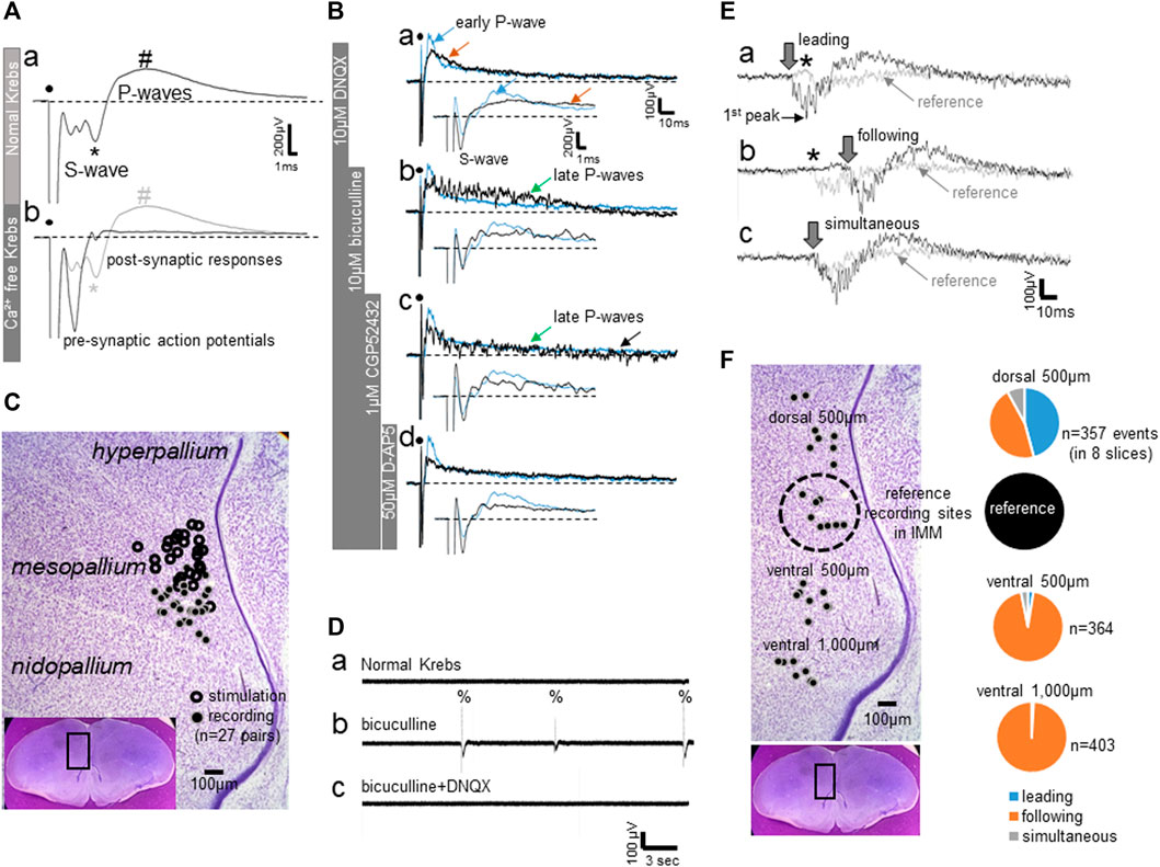 Frontiers | Suppressive Modulation of the Chick Forebrain Network for ...