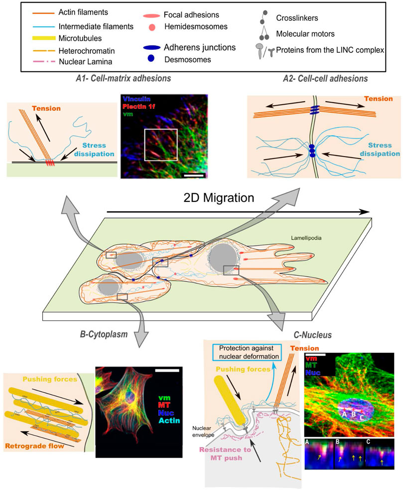 Frontiers | Intermediate Filaments in Cellular Mechanoresponsiveness ...