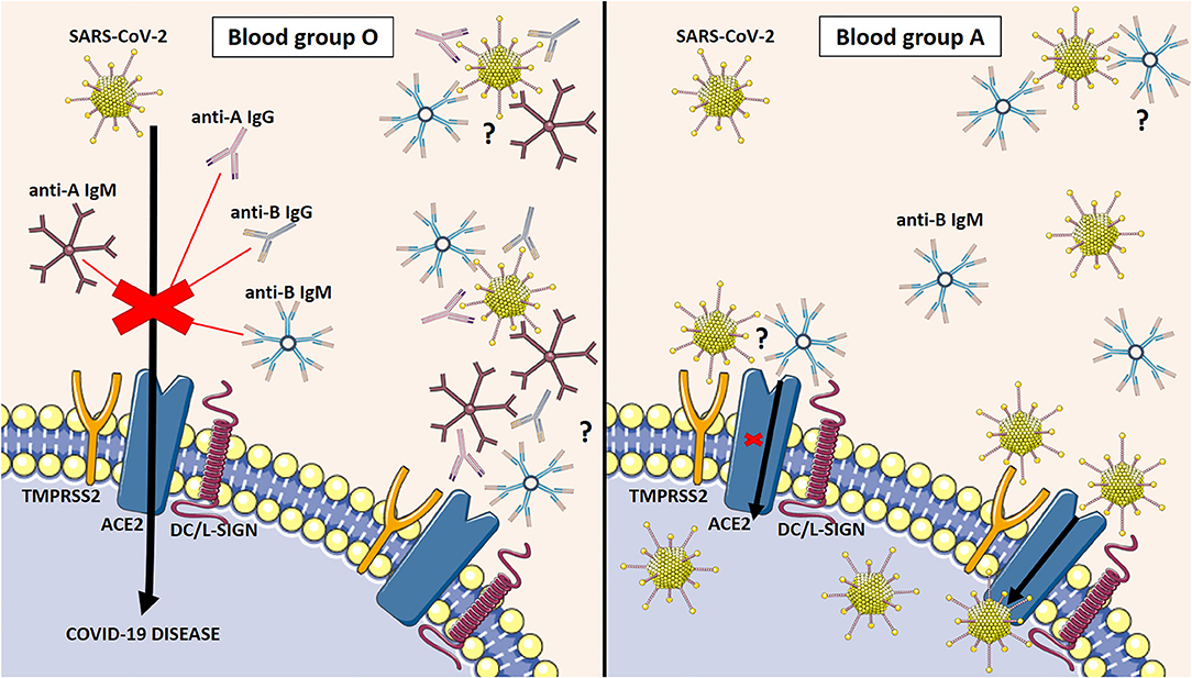 Frontiers | ABO Blood System and COVID-19 Susceptibility: Anti-A and ...