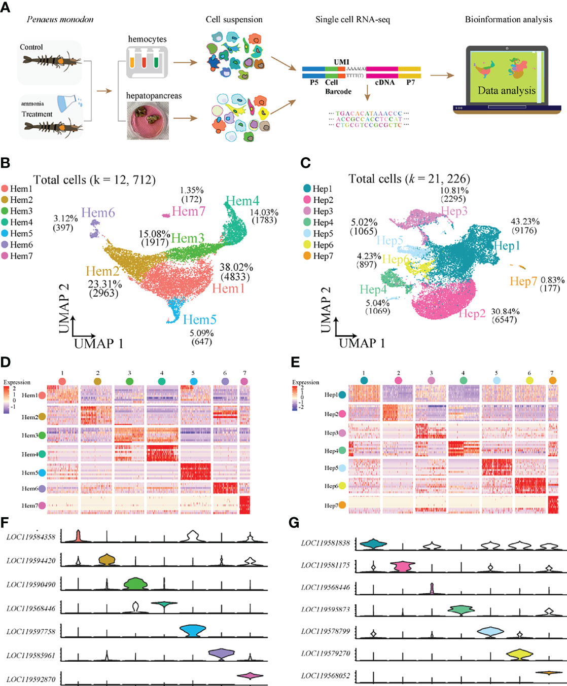Frontiers | Single-Cell Sequencing Reveals Types of Hepatopancreatic ...