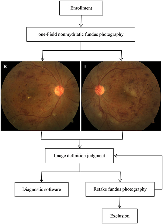 Frontiers | Evaluation of an Artificial Intelligence System for the ...