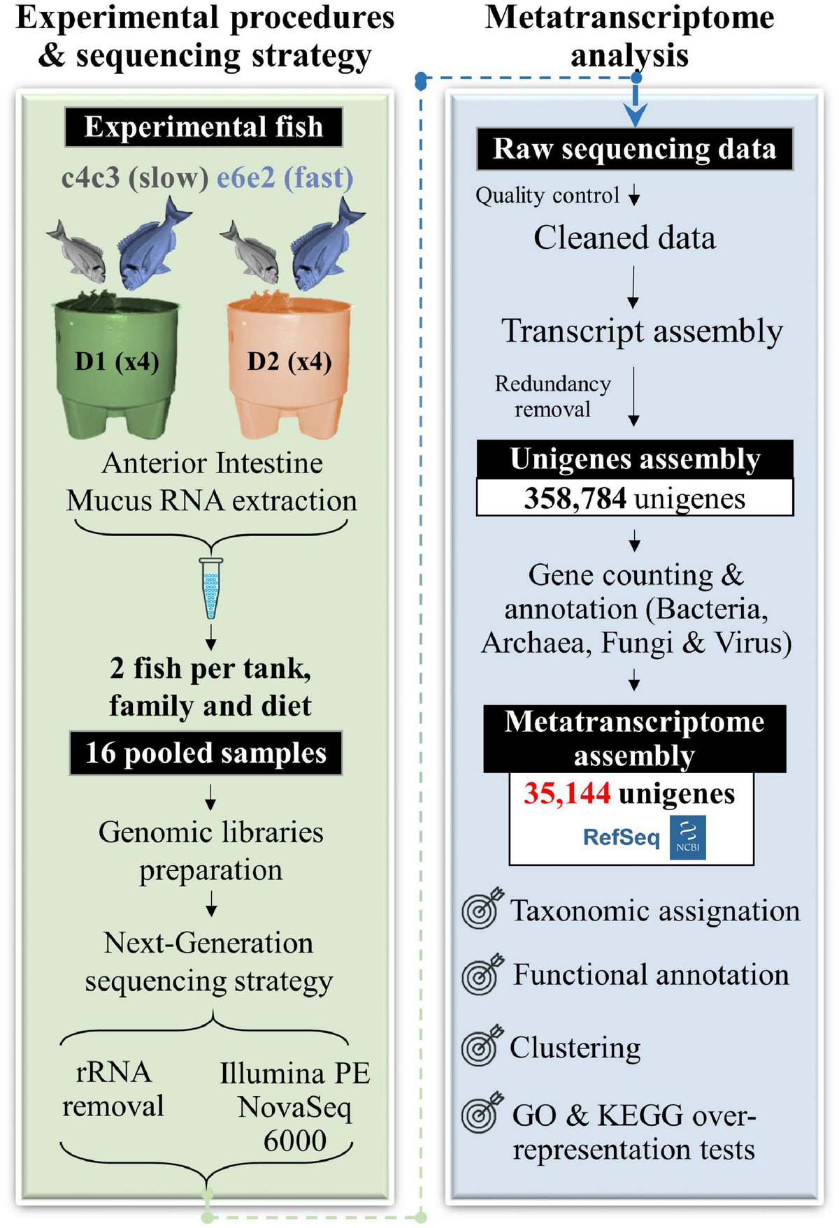 Frontiers | Diet and Host Genetics Drive the Bacterial and Fungal ...