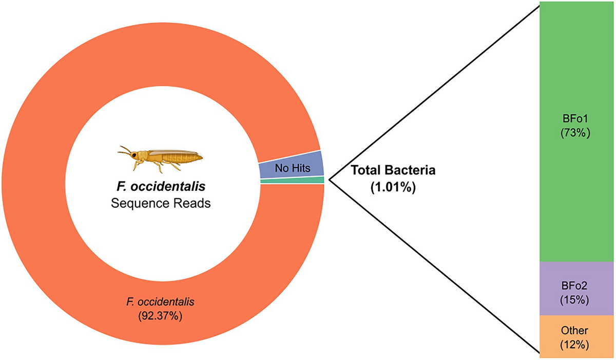 Frontiers | Bacterial Competition Influences the Ability of Symbiotic ...
