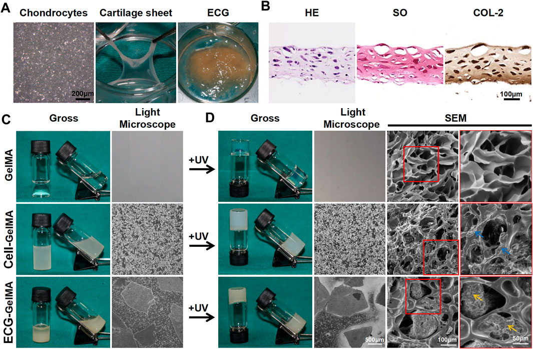 Frontiers | An Injectable Platform of Engineered Cartilage Gel and ...