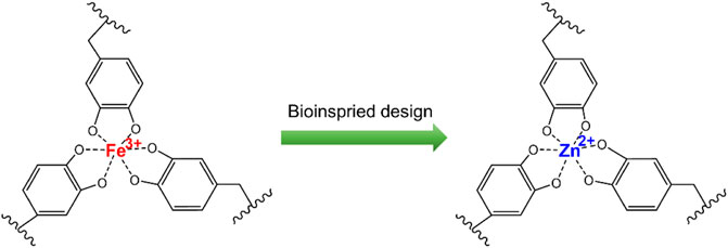Frontiers | Construction of Mussel-Inspired Dopamine–Zn2+ Coating on ...