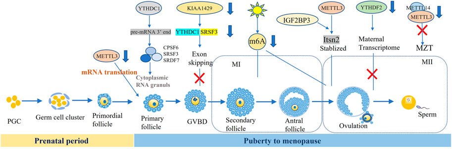 Frontiers | The Role of m6A on Female Reproduction and Fertility: From ...