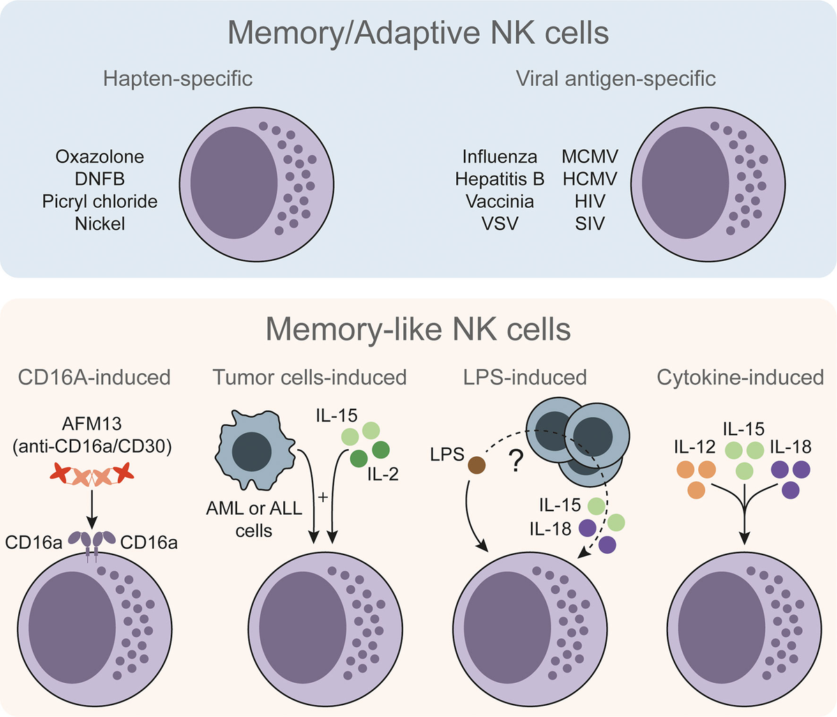Frontiers | Cytokine-Induced Memory-Like NK Cells: From the Basics to ...