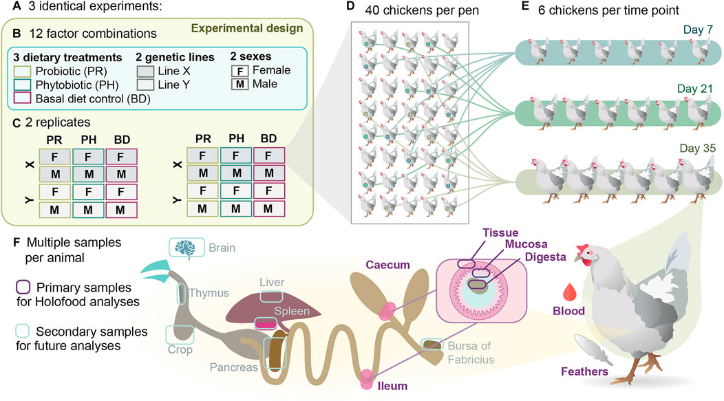 Frontiers | Novel strategies to improve chicken performance and welfare ...