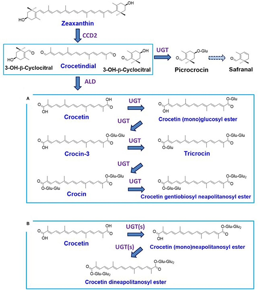 Frontiers | Changes of Crocin and Other Crocetin Glycosides in Saffron ...