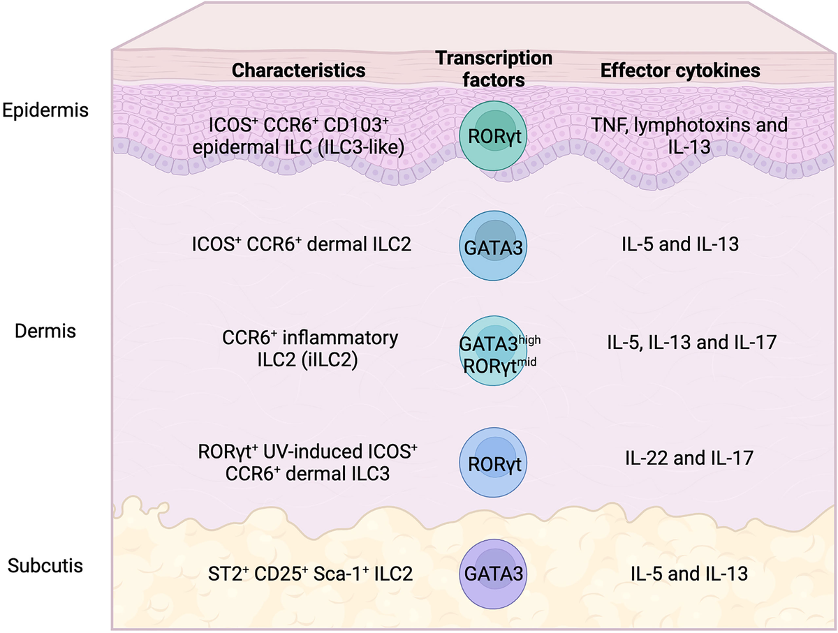 Frontiers | Tissue-Specific Diversity of Group 2 Innate Lymphoid Cells ...