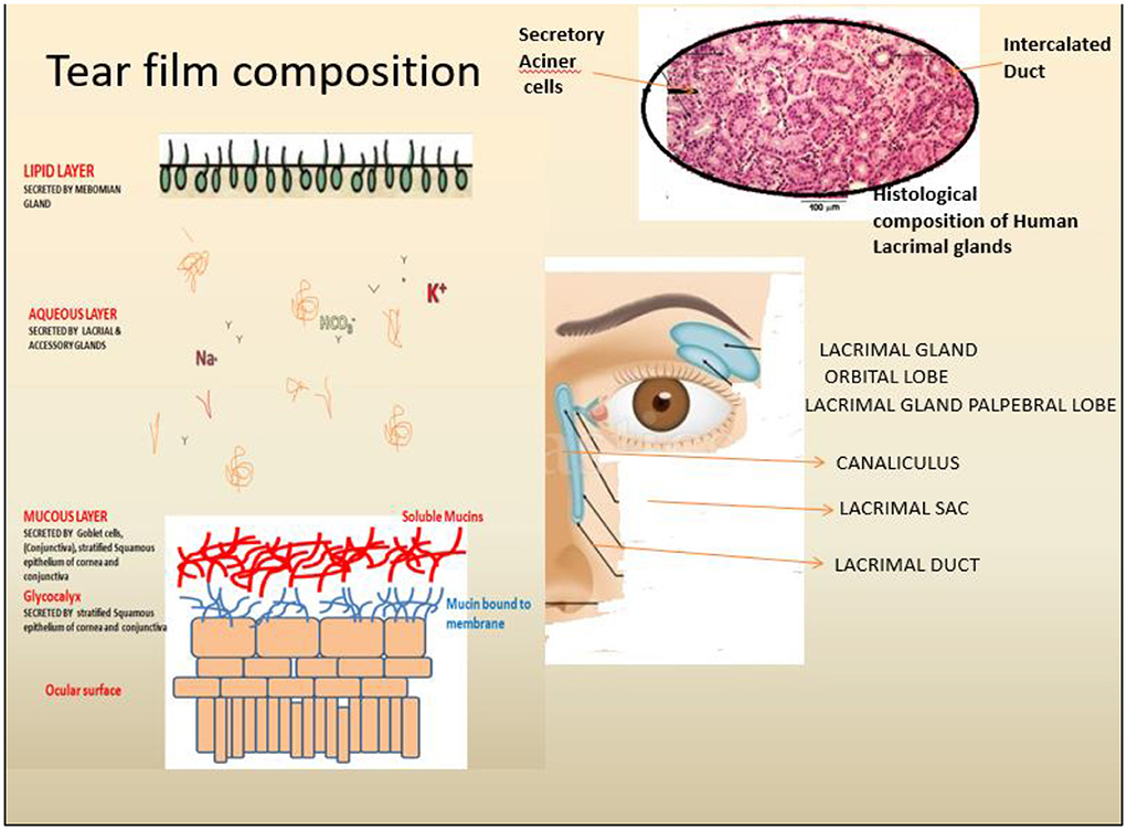 Lacrimal Sac Histology