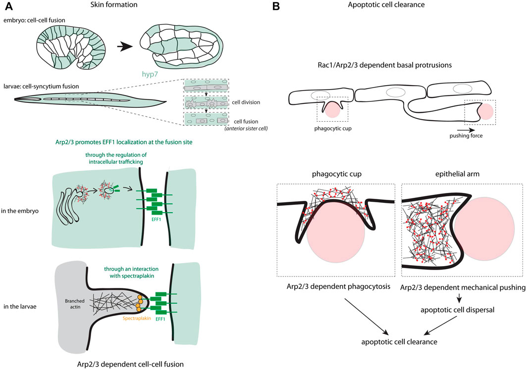 Frontiers | Functions of Arp2/3 Complex in the Dynamics of Epithelial ...