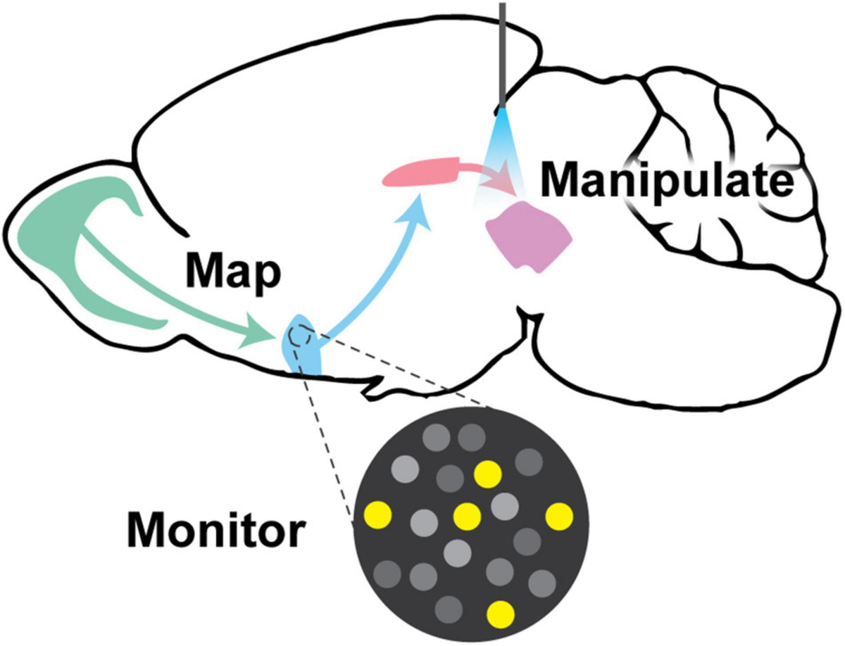 Frontiers | Advancements in the Quest to Map, Monitor, and Manipulate ...