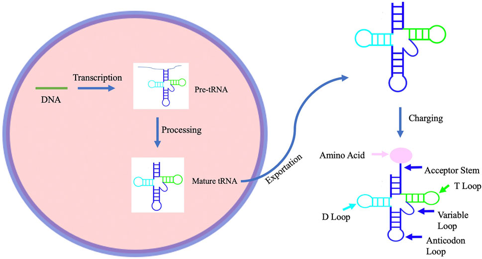 Frontiers | tRNA Function and Dysregulation in Cancer