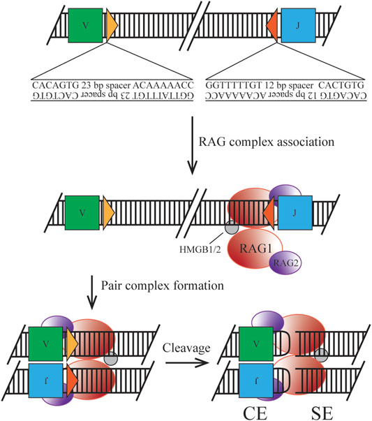 Frontiers | V(D)J Recombination: Recent Insights in Formation of the ...