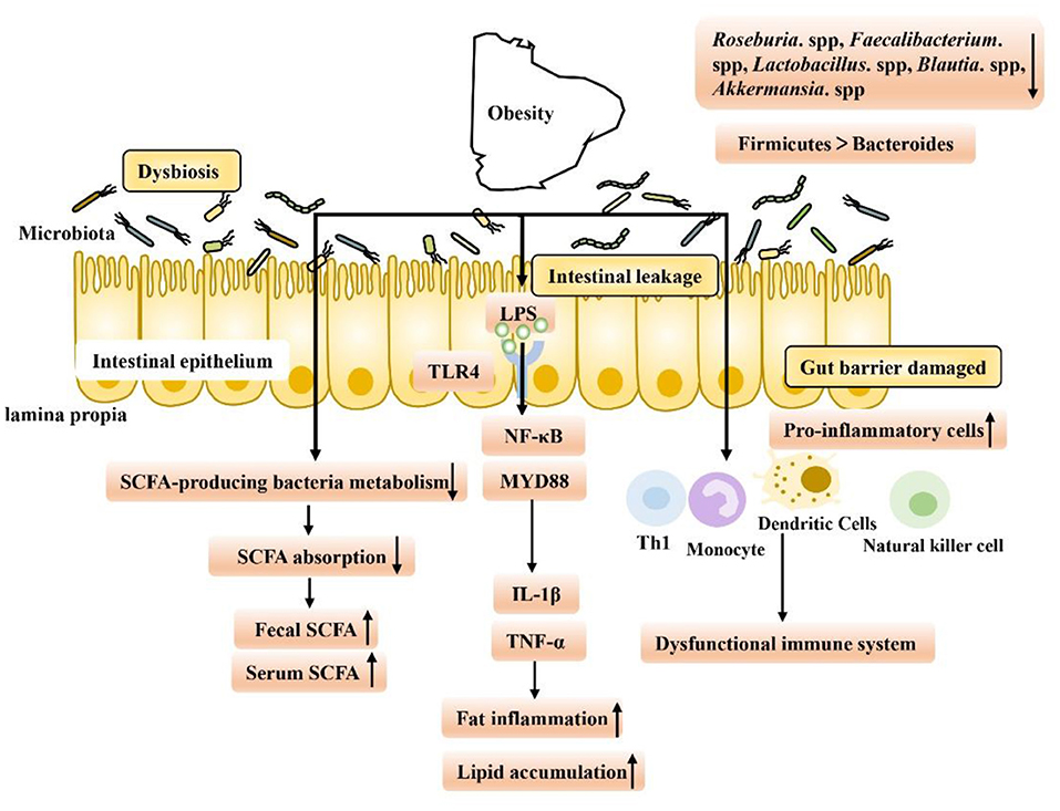 Frontiers | The Therapeutic Effect of SCFA-Mediated Regulation of the ...
