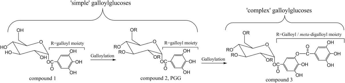 Frontiers | Recognition of Gallotannins and the Physiological ...