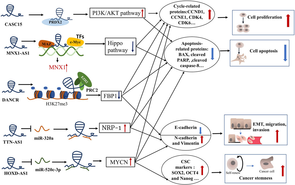 Frontiers | Long Non-Coding RNAs as Molecular Biomarkers in Cholangiocarcinoma