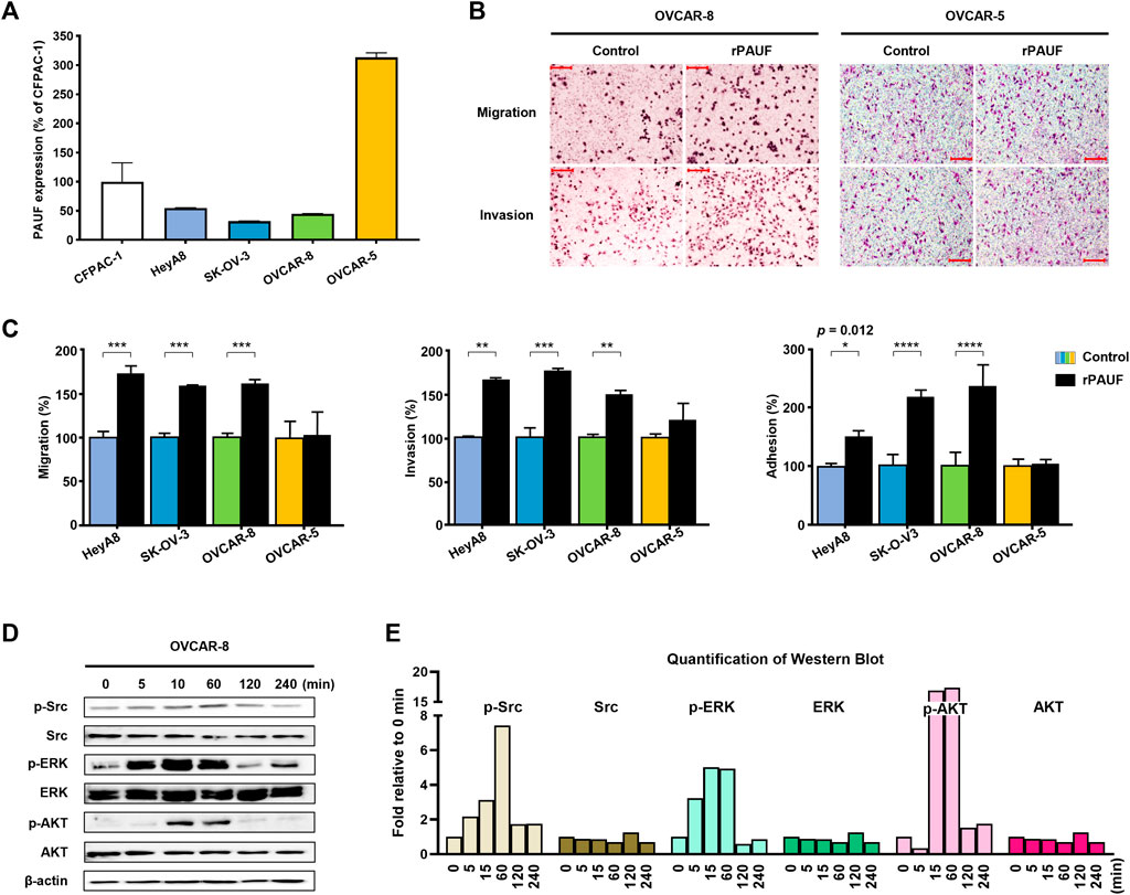 Frontiers | PAUF as a Target for Treatment of High PAUF-Expressing ...