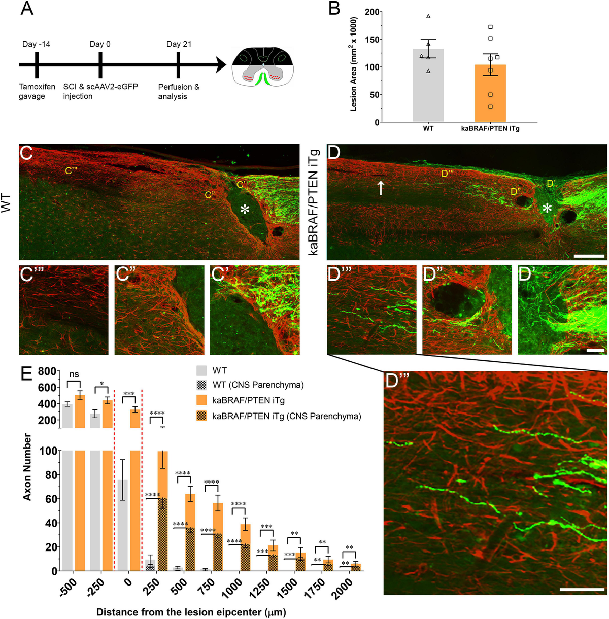 Frontiers | Co-targeting B-RAF and PTEN Enables Sensory Axons to ...