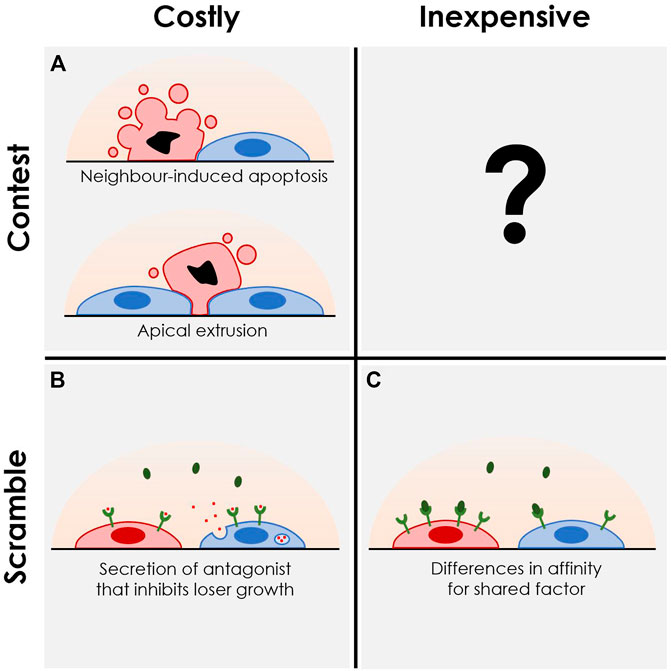 Frontiers | The Field of Cell Competition Comes of Age: Semantics and ...
