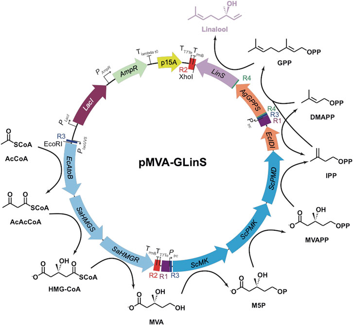 Frontiers | Bioproduction of Linalool From Paper Mill Waste