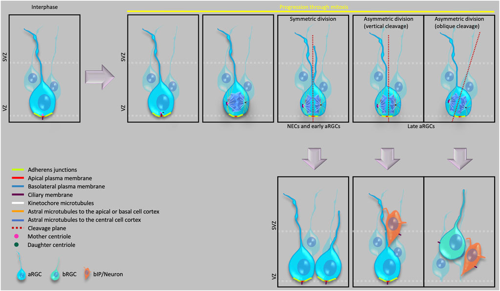 Frontiers | Progenitor-Based Cell Biological Aspects of Neocortex ...