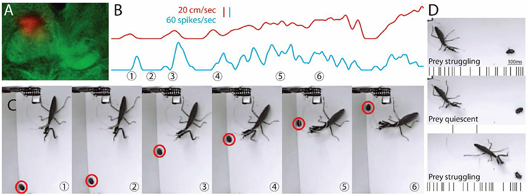 Frontiers | The Role of Central Complex Neurons in Prey Detection and ...