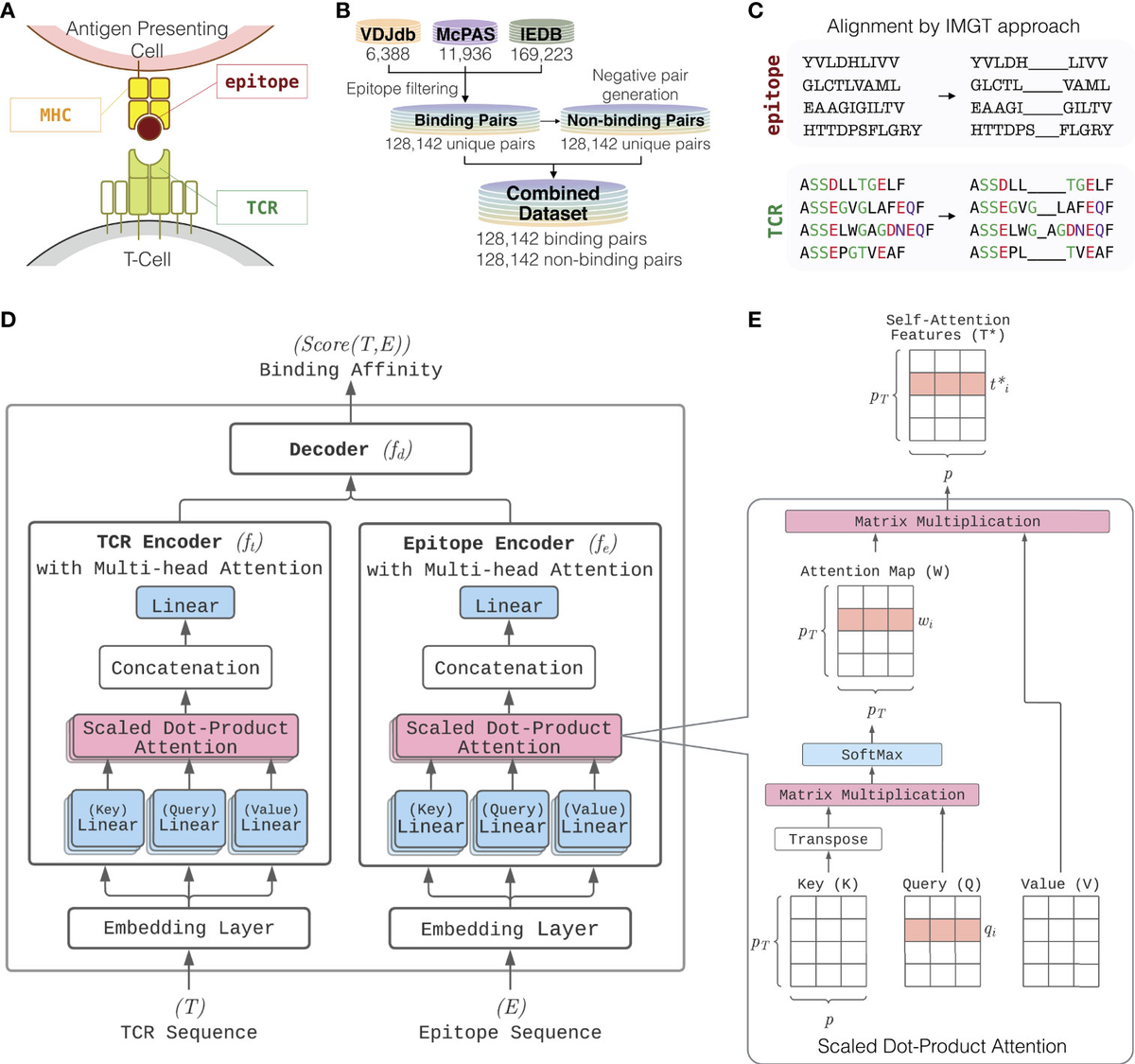Frontiers | ATM-TCR: TCR-Epitope Binding Affinity Prediction Using a ...