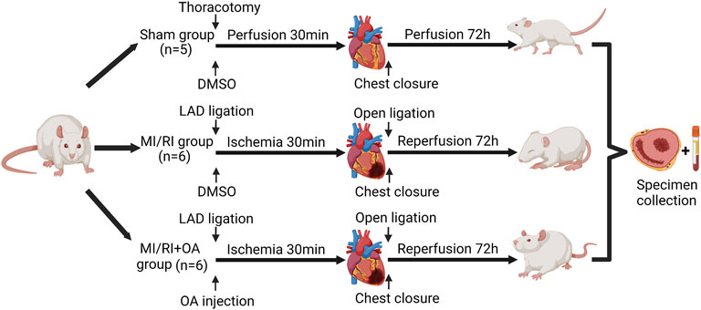Frontiers | Natural Compound Library Screening Identifies Oroxin A for ...