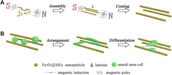 Frontiers | Oriented Growth of Neural Stem Cell–Derived Neurons ...