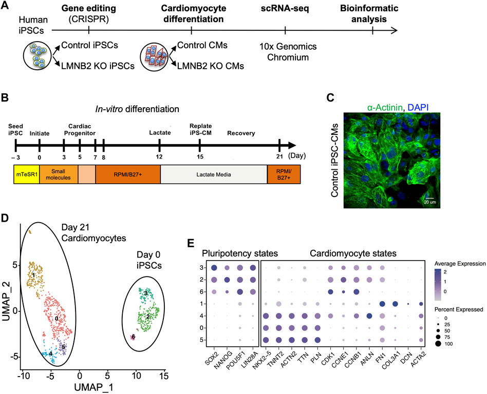 Frontiers | Single-cell transcriptomic profiling reveals specific ...