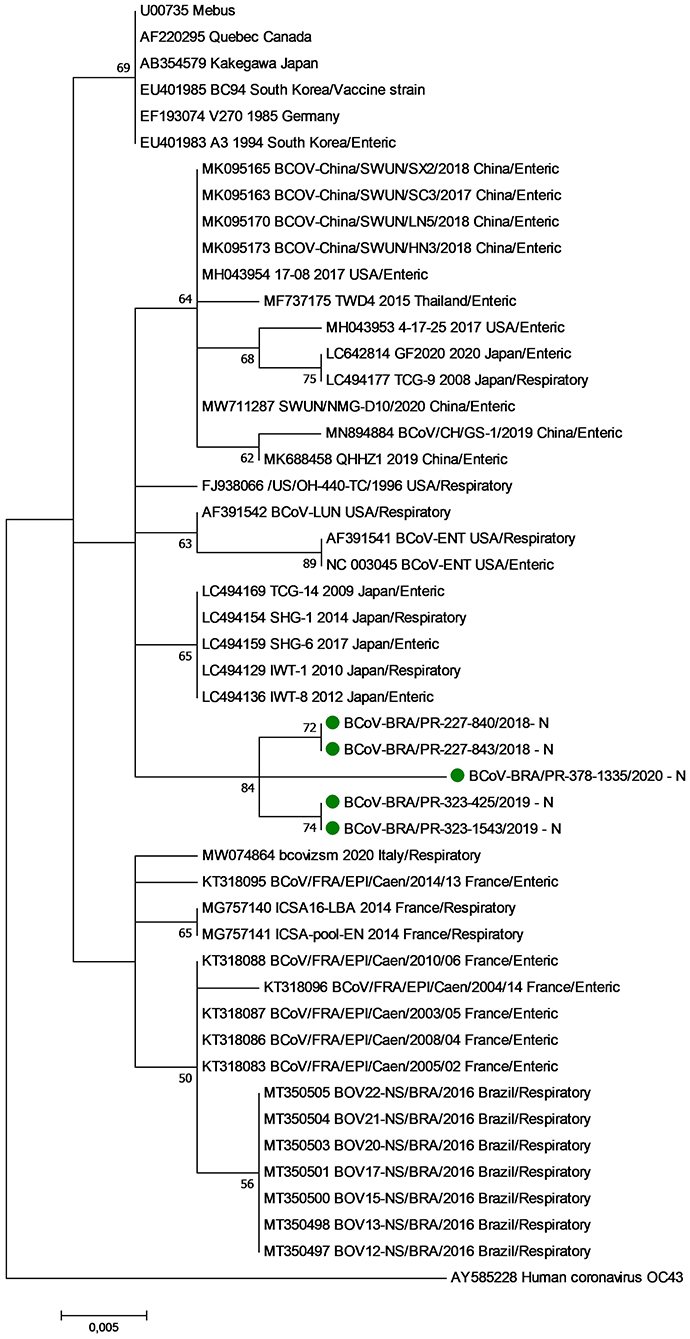 Frontiers | Bovine Coronavirus Co-infection and Molecular ...