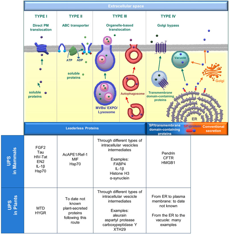 Frontiers | Unconventional Pathways of Protein Secretion: Mammals vs ...