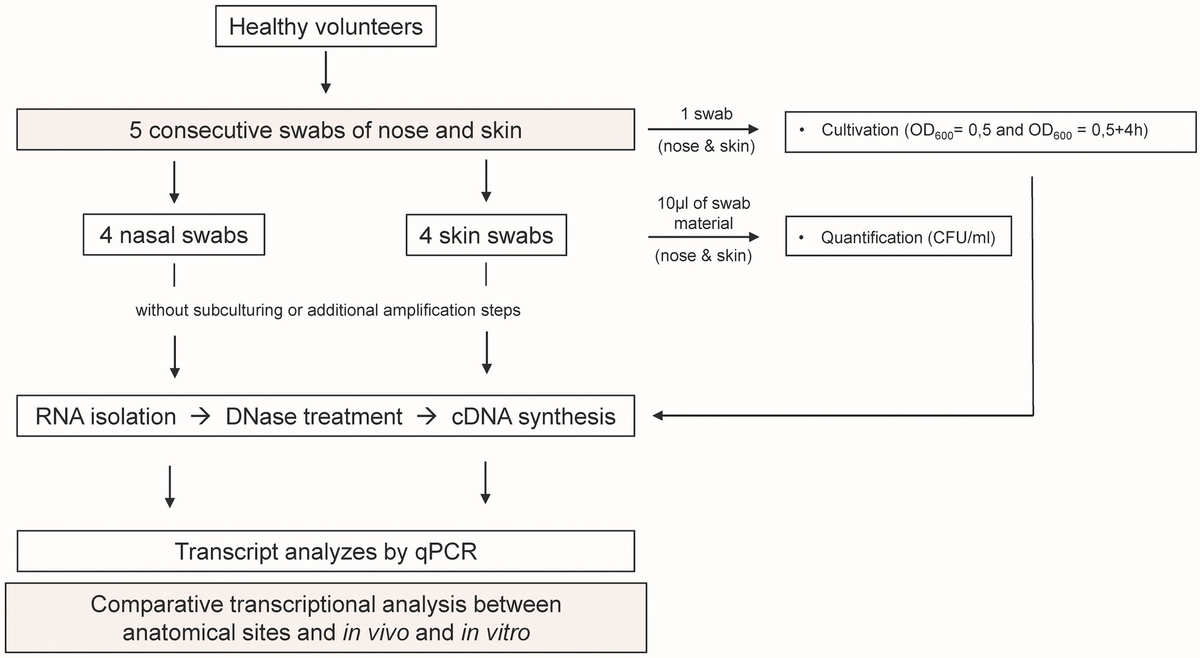 Frontiers | The Staphylococcus epidermidis Transcriptional Profile ...