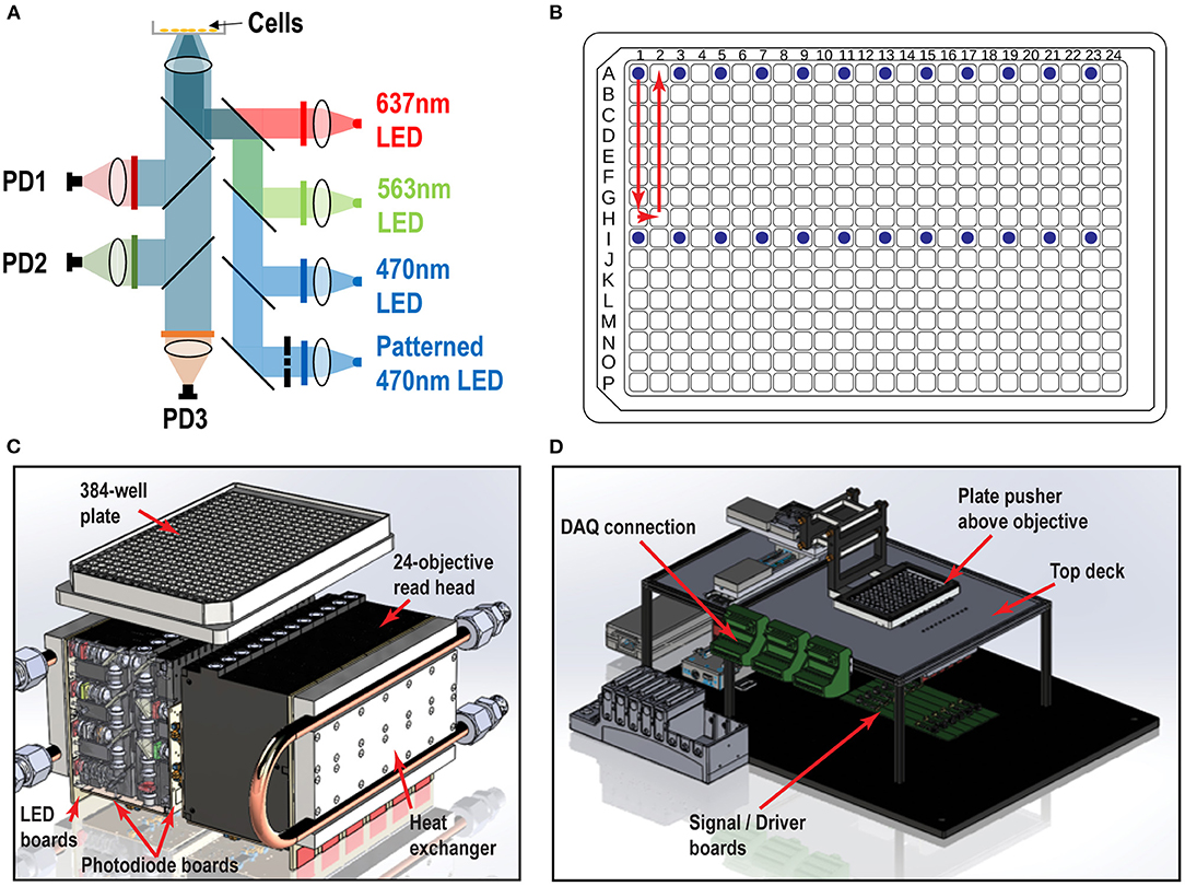 Frontiers | Highly Parallelized, Multicolor Optogenetic Recordings of ...