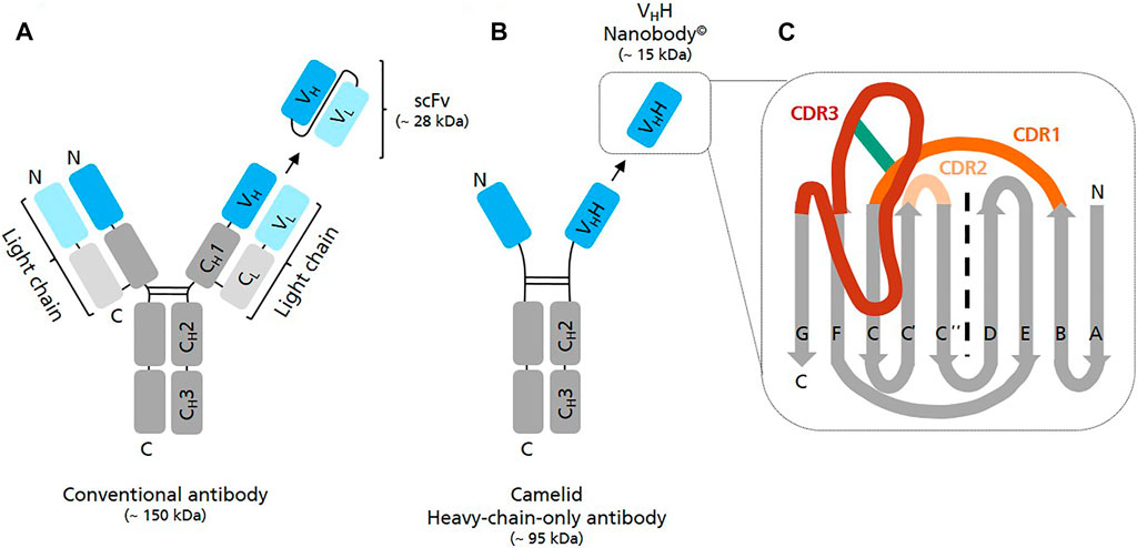 Frontiers | A Cell-free Expression Pipeline for the Generation and ...