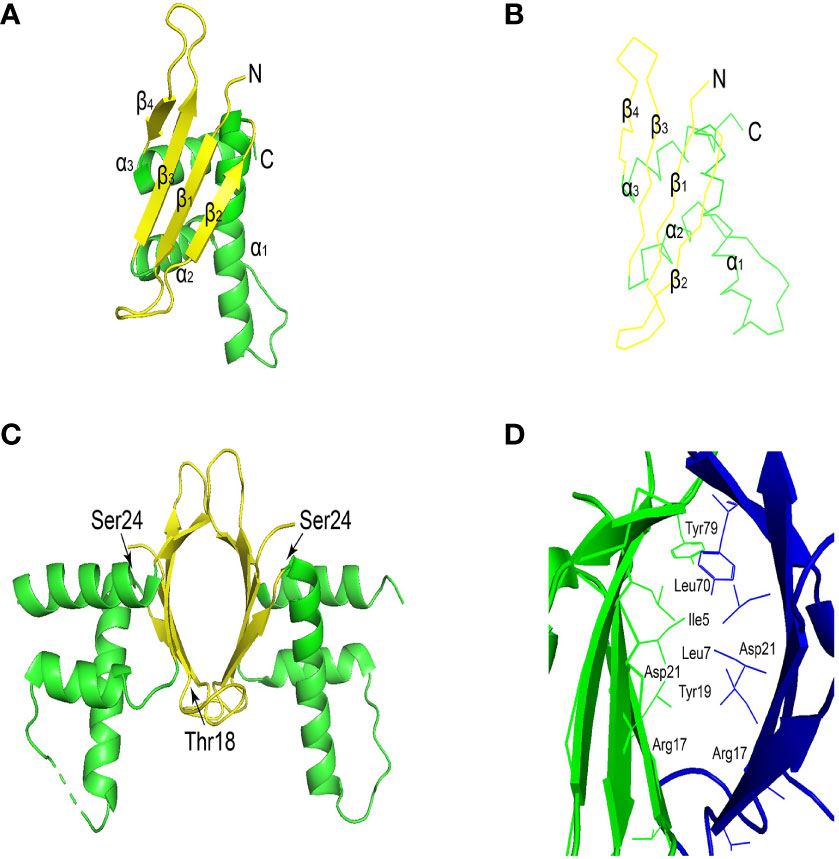 Frontiers | ERH Gene and Its Role in Cancer Cells