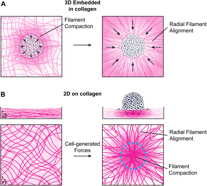 Frontiers | Collective Cell Migration on Collagen-I Networks: The ...