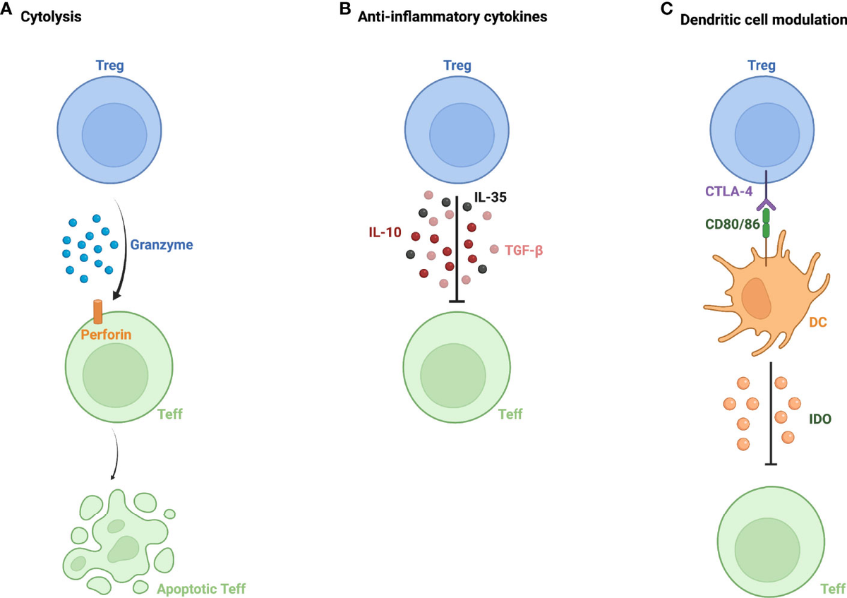 Frontiers | Regulatory T Cells: Therapeutic Opportunities in Uveitis