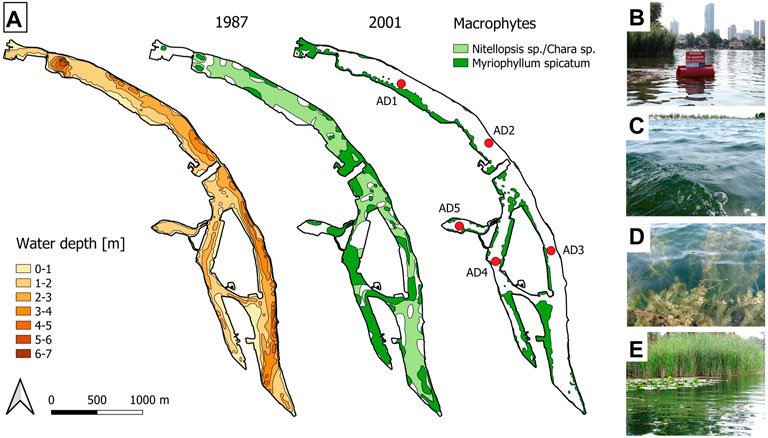 Frontiers | Macrophyte habitat architecture and benthic-pelagic ...