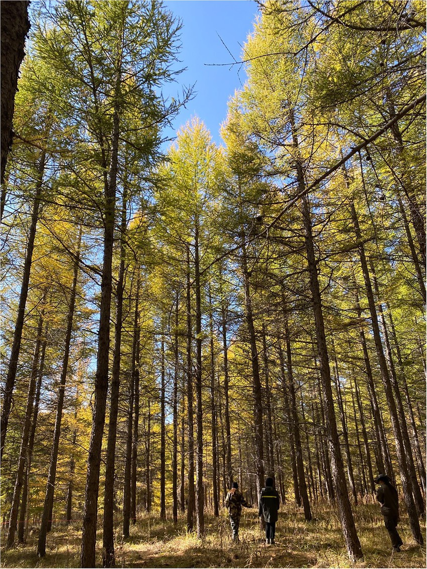 Frontiers | Incorporating stand density effects and regression ...