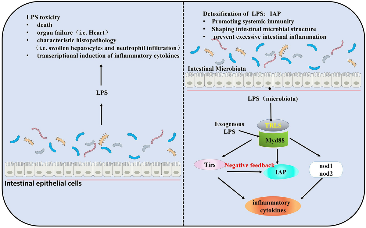 Frontiers | The Function and the Affecting Factors of the Zebrafish Gut ...