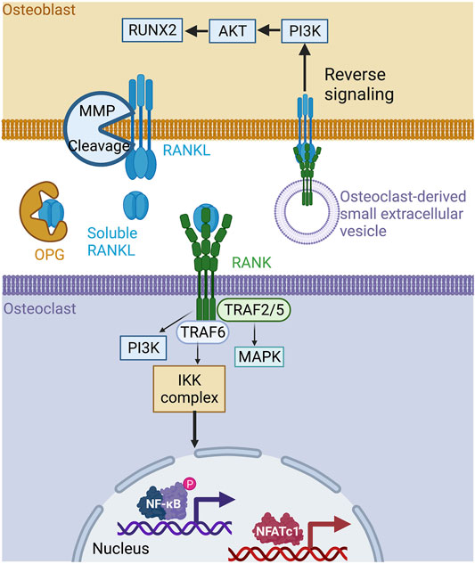 Frontiers | The Roles of RANK/RANKL/OPG in Cardiac, Skeletal, and ...