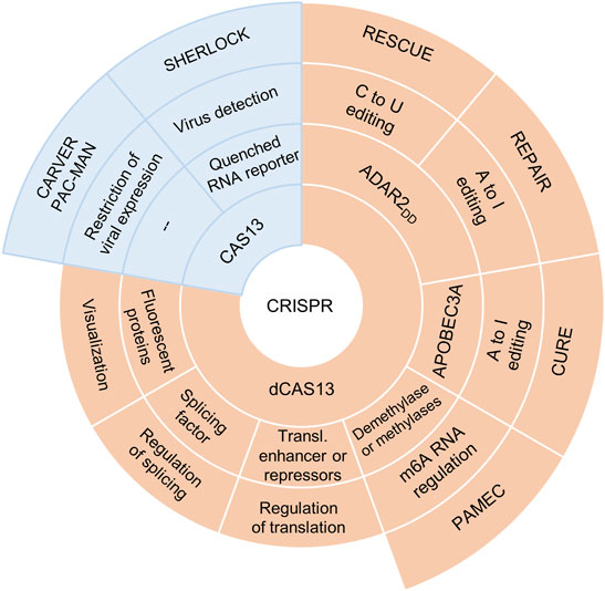 Frontiers | Cas-Based Systems for RNA Editing in Gene Therapy of ...