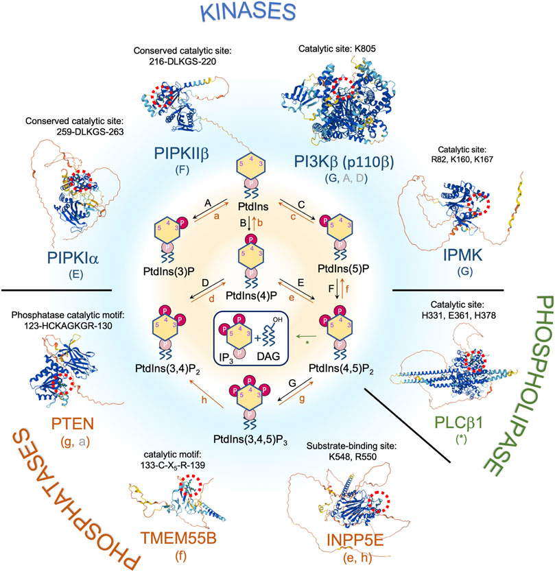 Frontiers | When PIP2 Meets p53: Nuclear Phosphoinositide Signaling in ...